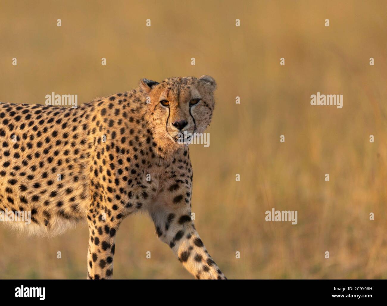 Cheetah kenya cut out hi-res stock photography and images - Alamy
