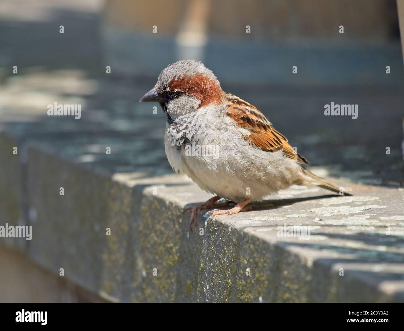 Single male House Sparrow sitting on the stone wall over the pond in ...
