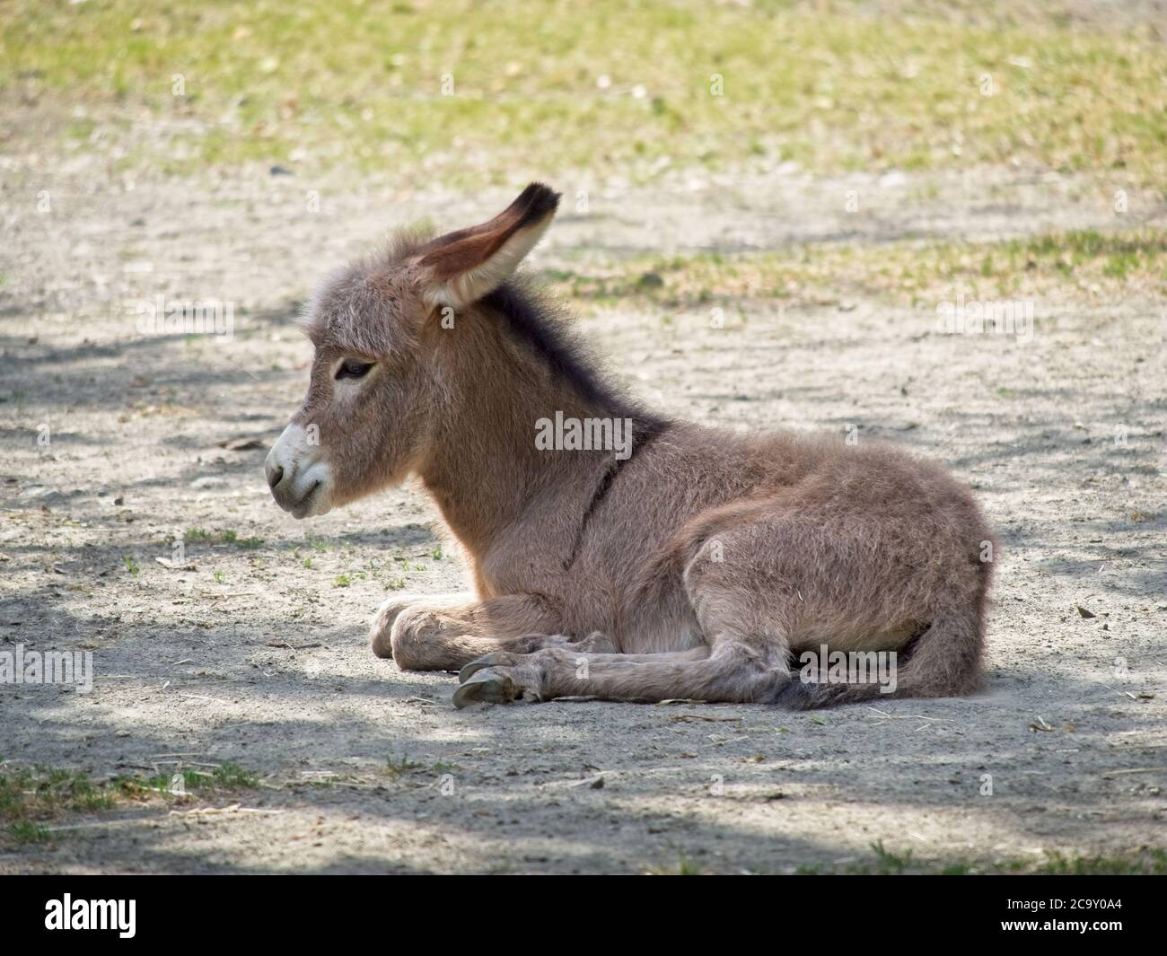 Side view on young baby donkey laying on the ground. Close-up on Equus ...