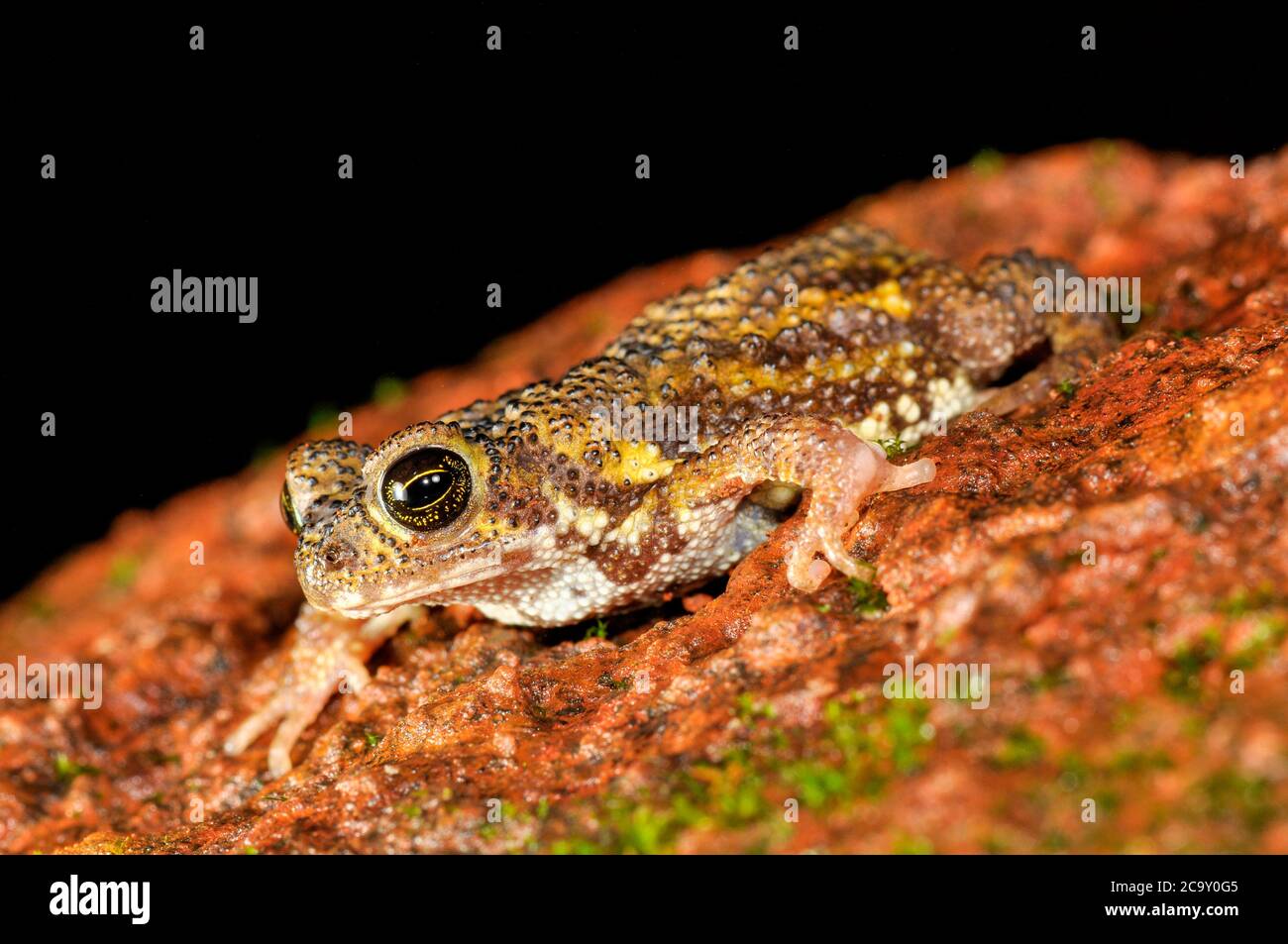 Western ghats india amphibian hi-res stock photography and images - Alamy