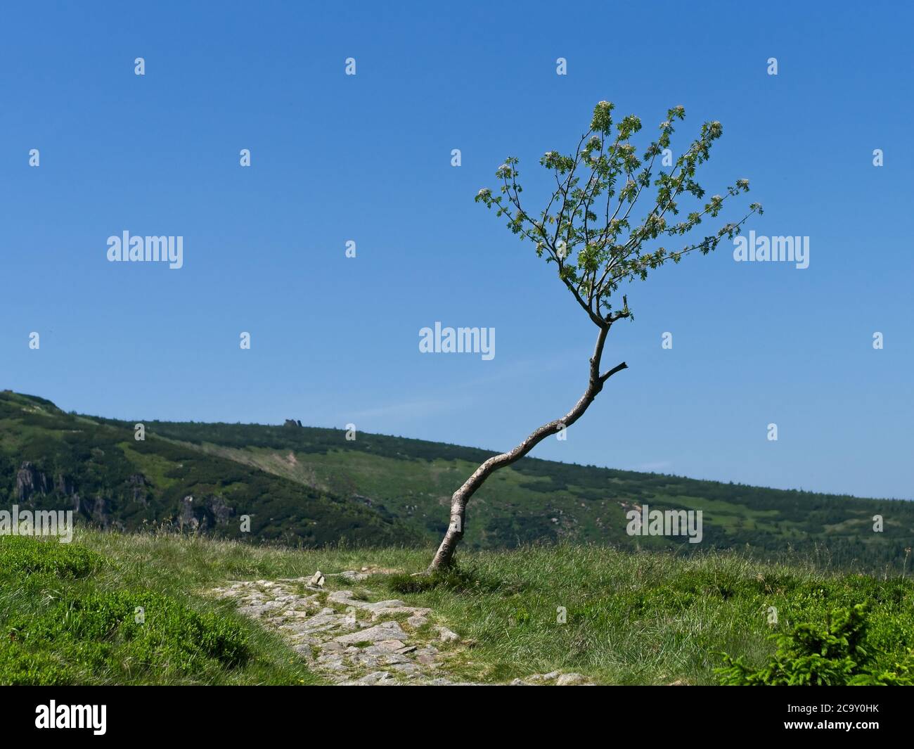 Isolated small tree growing in The Giant Mountains. View alpine meadows ...