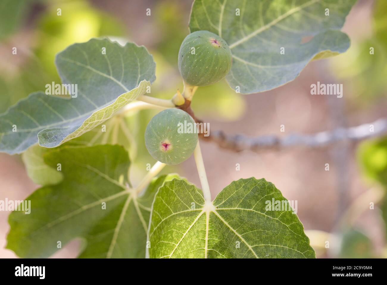 Figs grow on a fig tree Stock Photo - Alamy