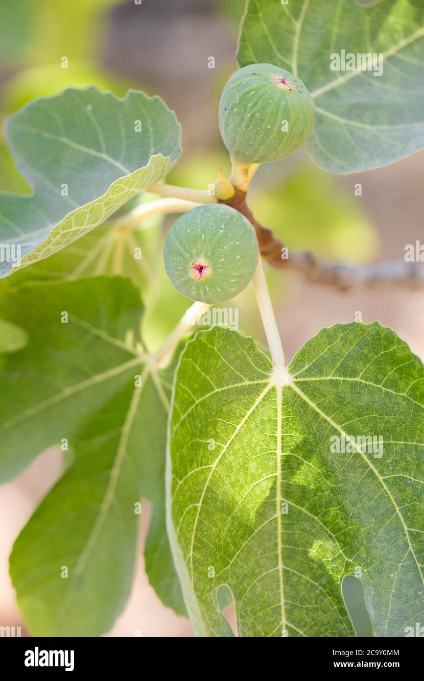 Figs grow on a fig tree Stock Photo - Alamy
