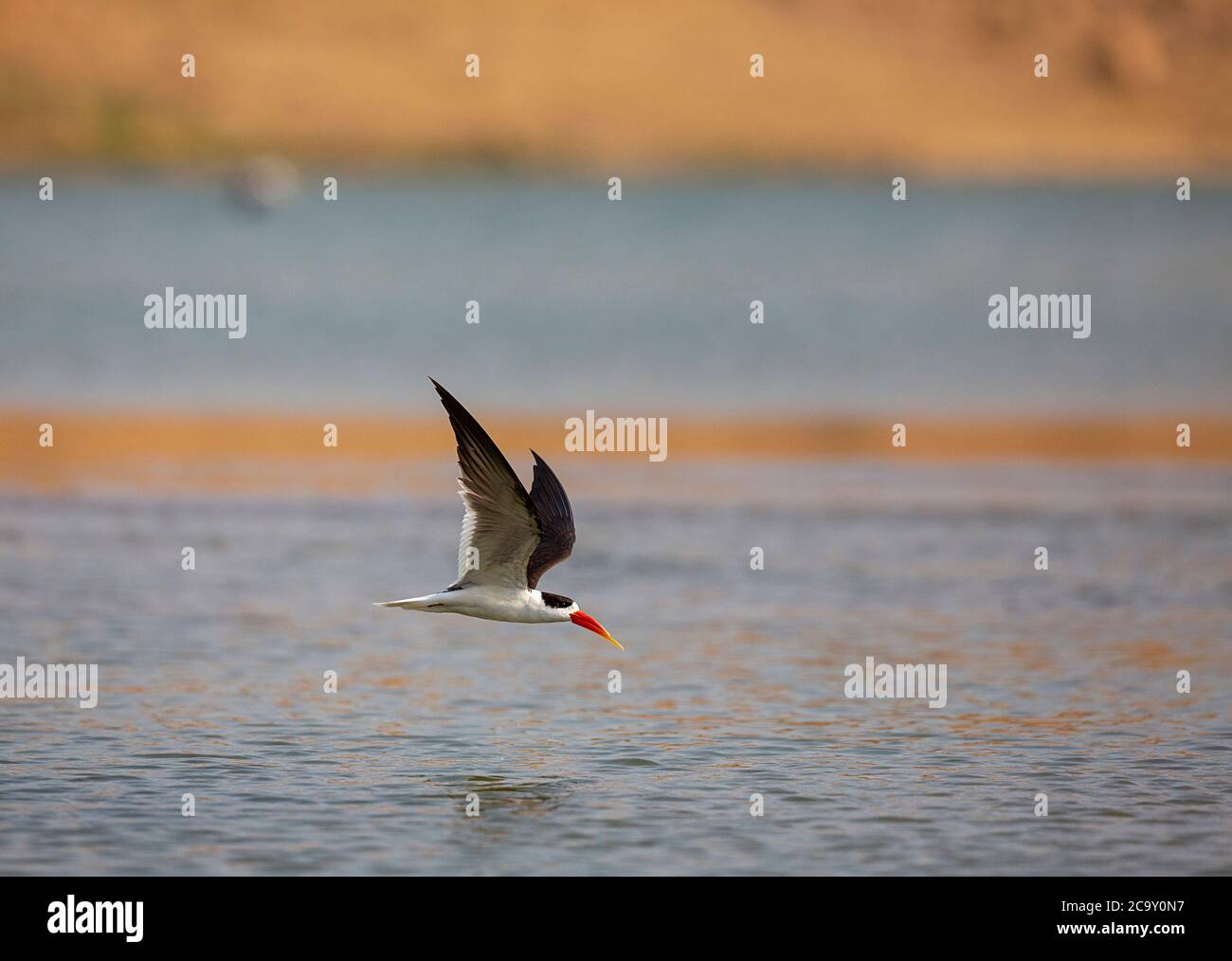 Skimmer florida hi-res stock photography and images - Alamy