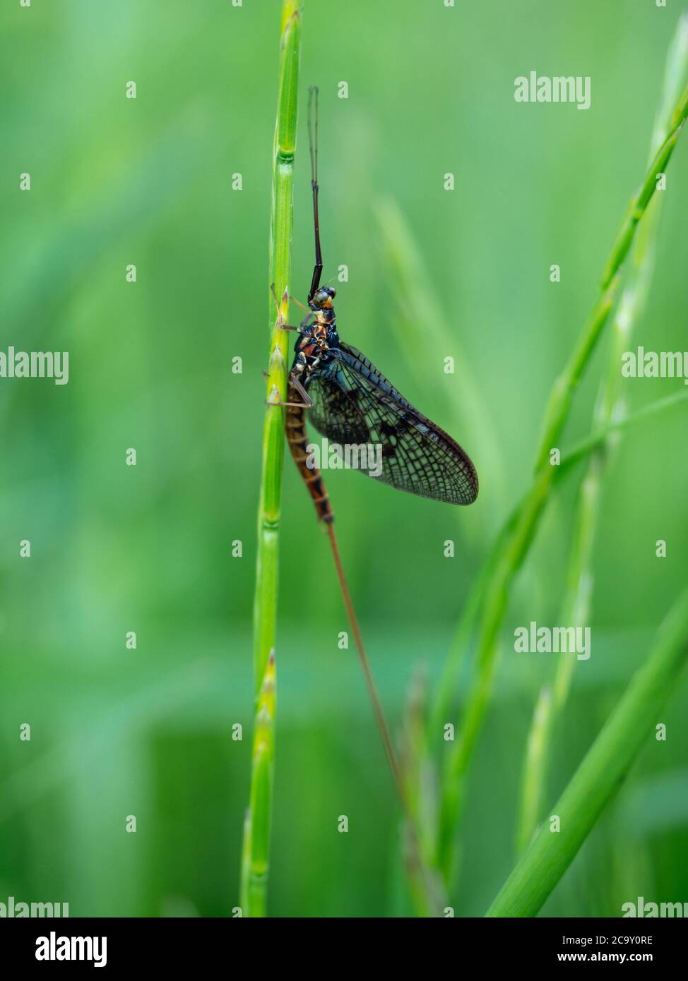 Fishfly hi-res stock photography and images - Alamy