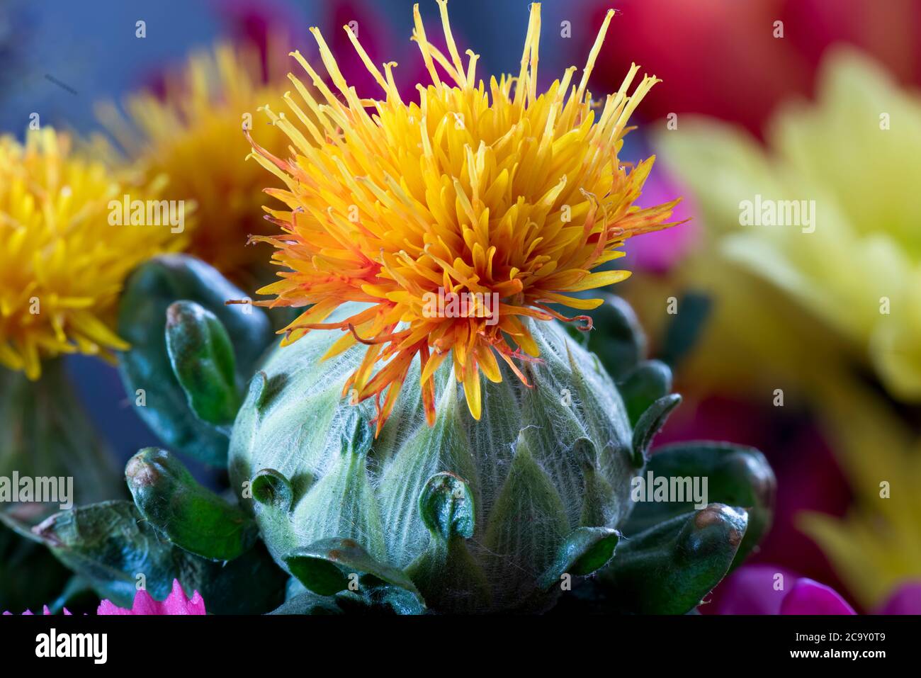 Safflower hi-res stock photography and images - Alamy