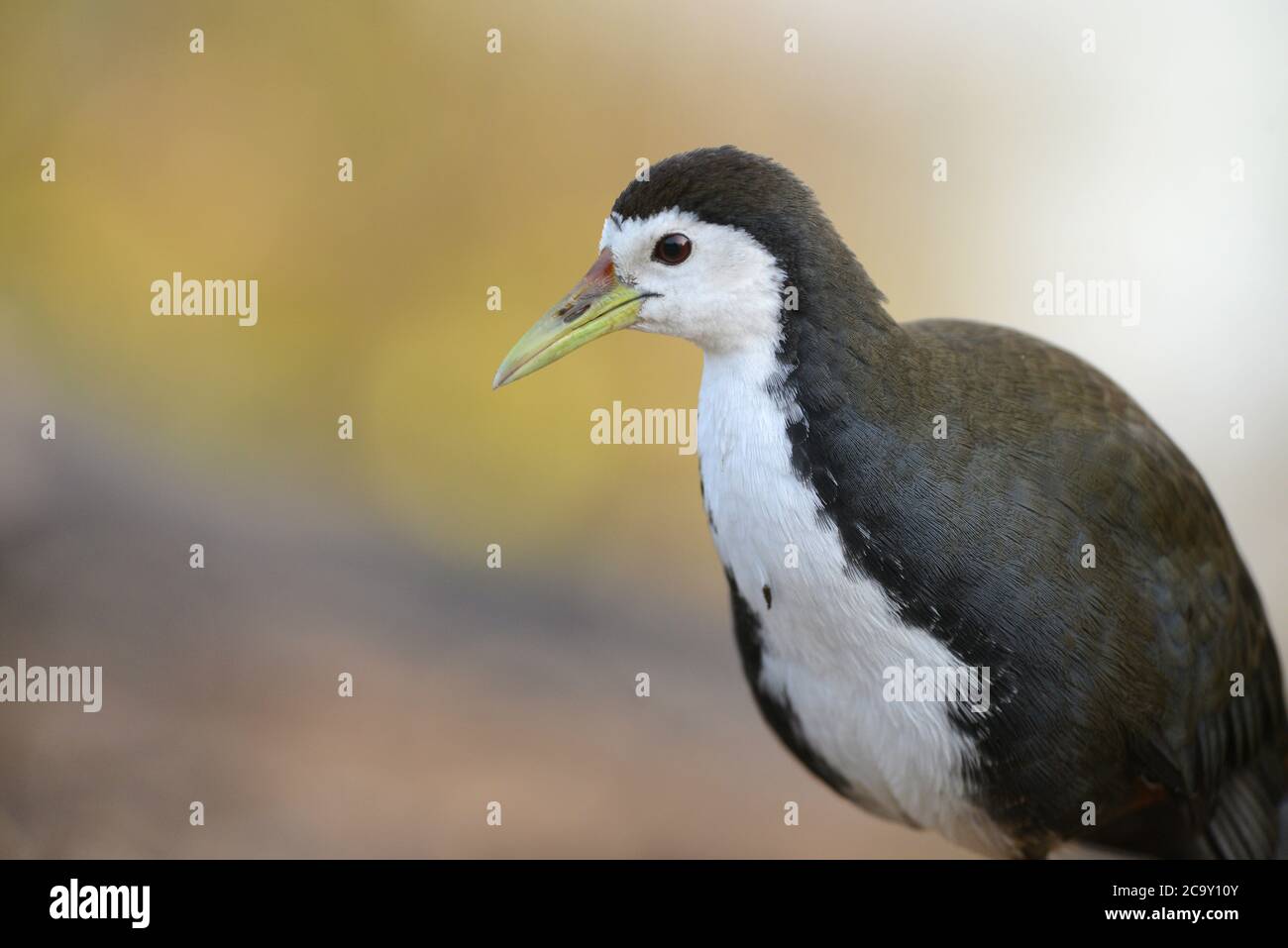 White-breasted Waterhen, Amaurornis phoenicurus, Bharatpur,Rajasthan ...