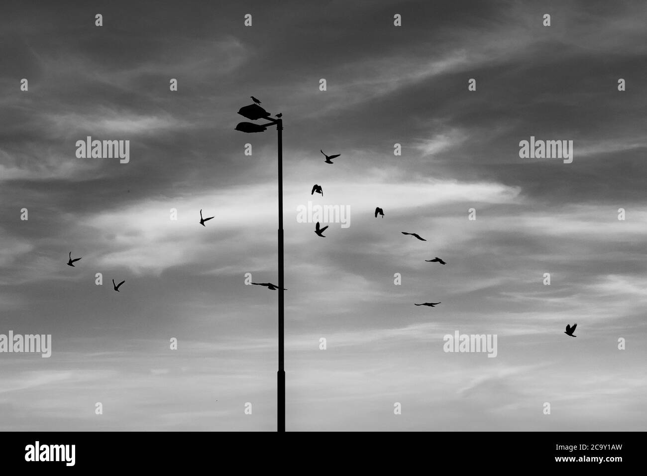 birds flying around a street lamp black white sunset sad Stock Photo ...
