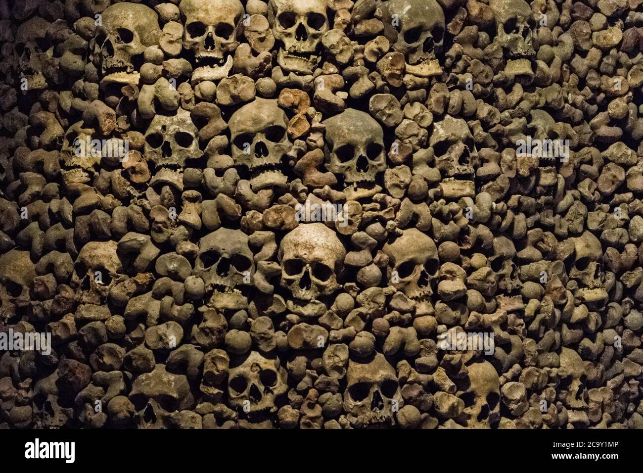 Real human bones hi-res stock photography and images - Alamy
