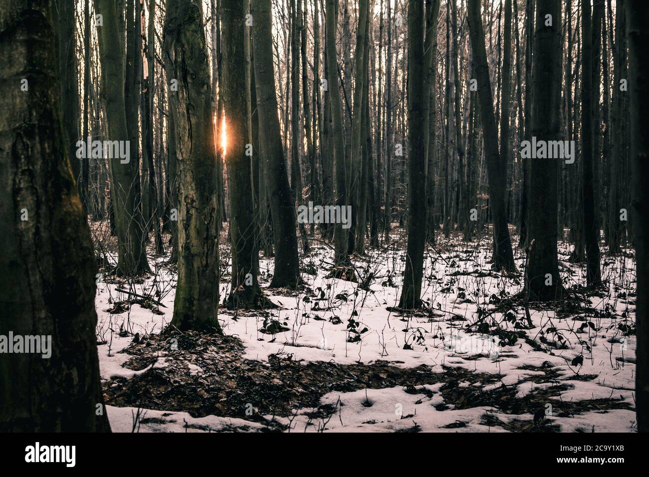 Creepy tree sunset hi-res stock photography and images - Alamy