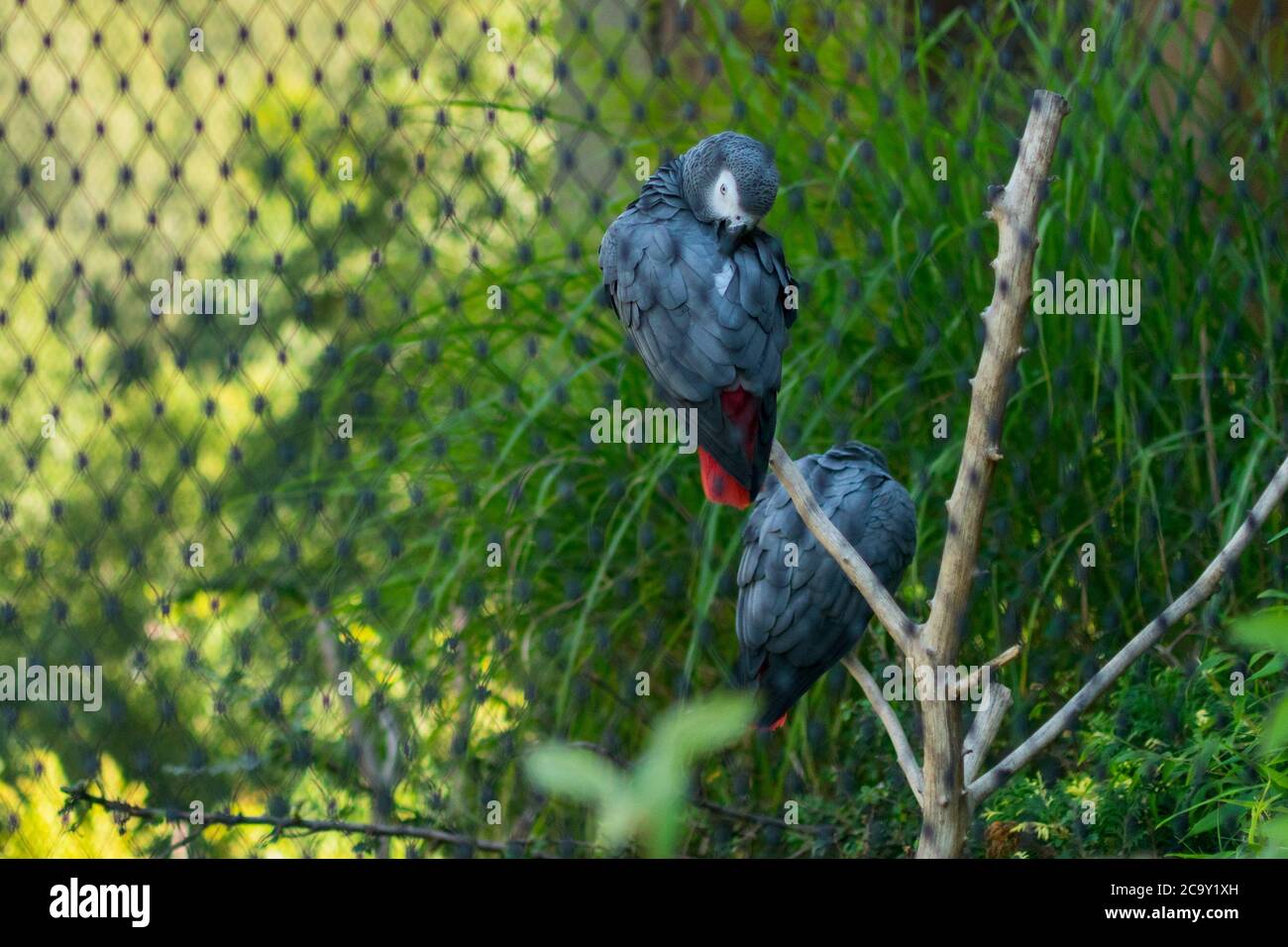 grey parrot red tail cage looking behind zoo forest green Stock Photo ...