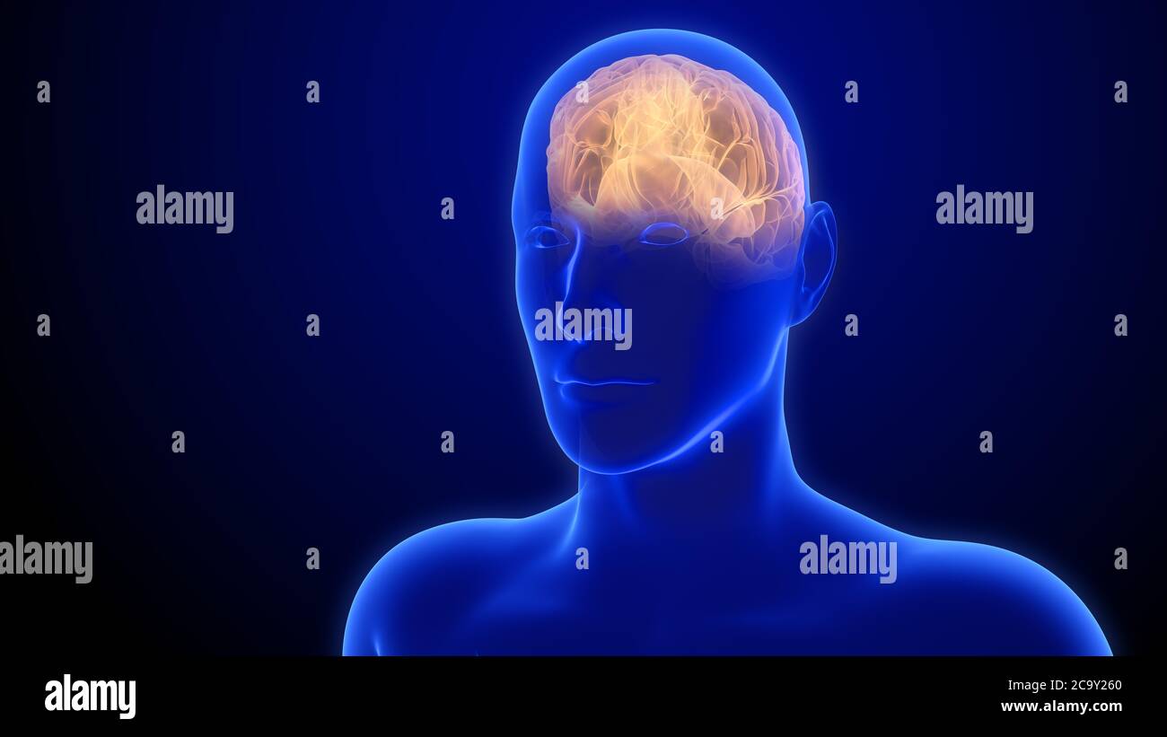 Brain Anatomy - Cerebral hemispheres. 3d rendering Stock Photo - Alamy
