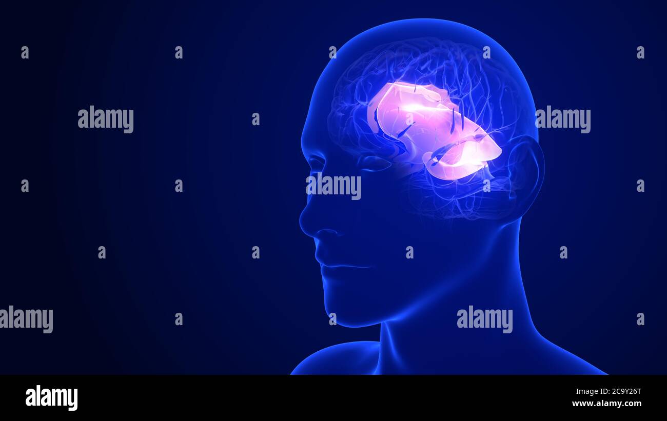 Brain Anatomy - Islet. 3d rendering ait Stock Photo - Alamy