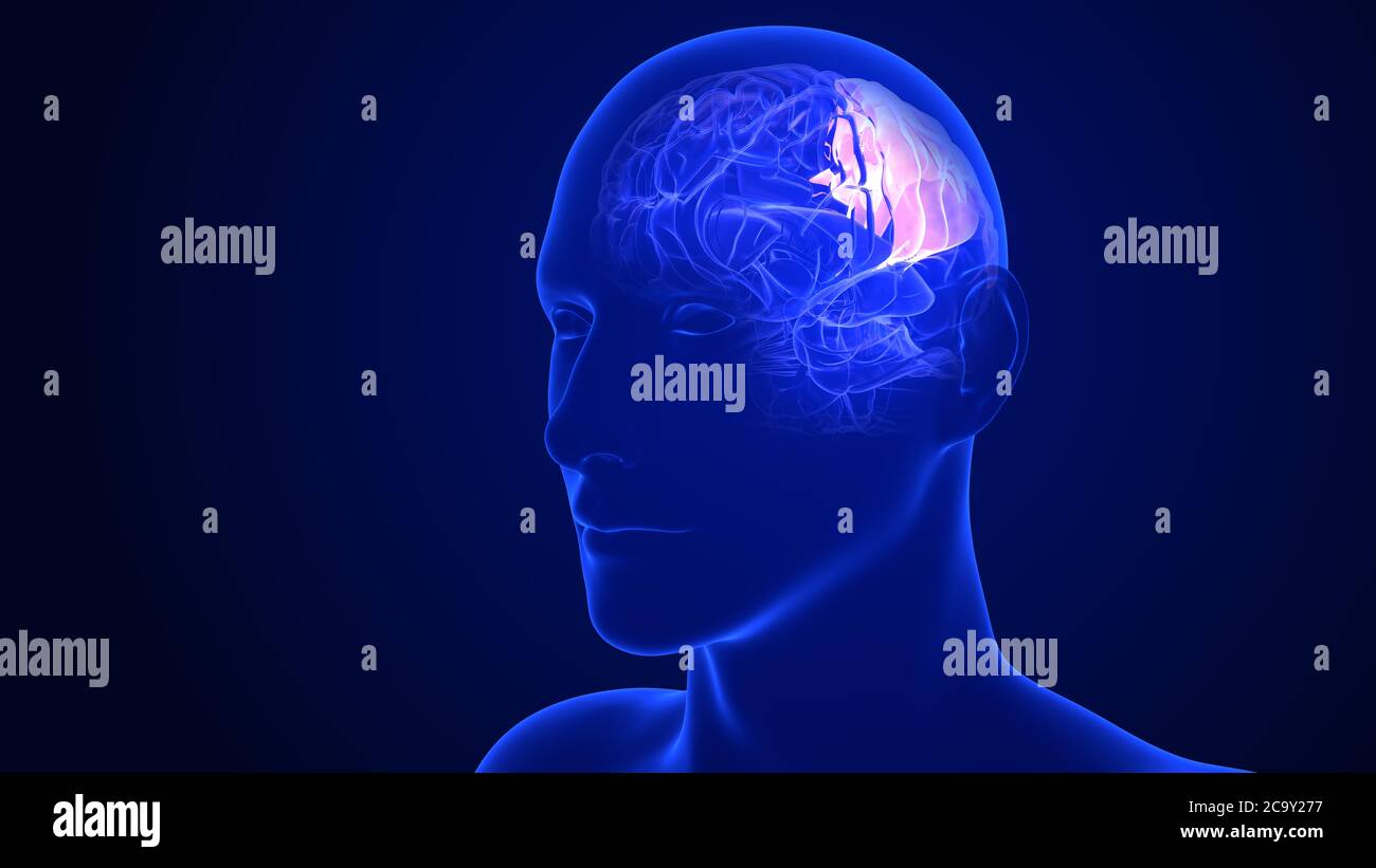 Brain Anatomy - Parietal lobes. 3d rendering Stock Photo - Alamy