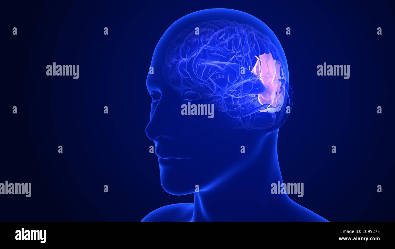 Brain Anatomy - Parietal lobes. 3d rendering Stock Photo - Alamy