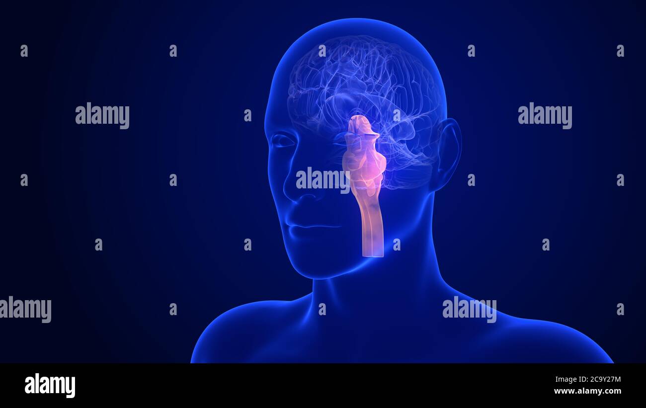 Brain Anatomy - Stem. 3d rendering brainstem Stock Photo - Alamy