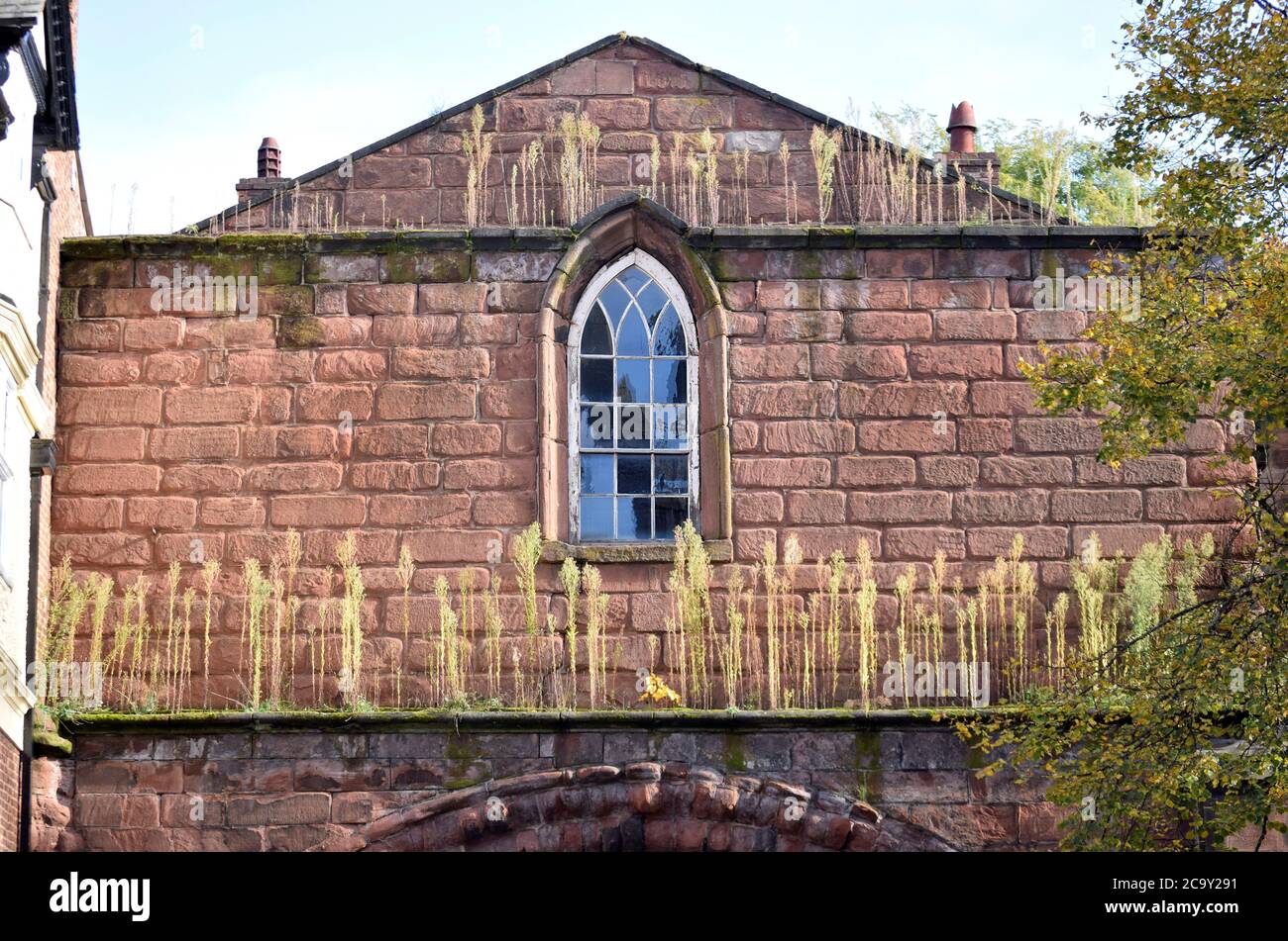 detail of red stone building with arched window, chester, cheshire ...