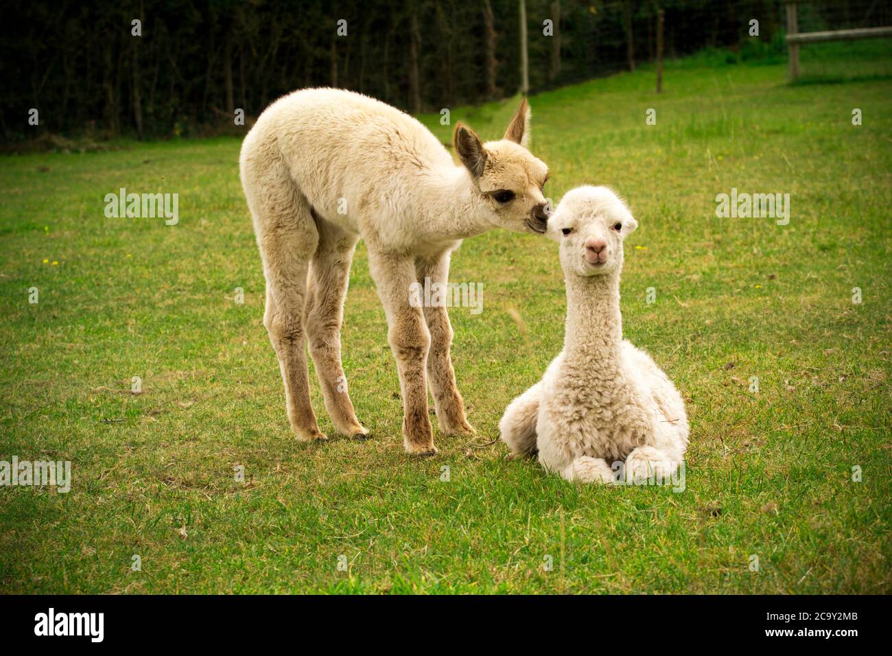 White alpaca babies on a farm Stock Photo - Alamy