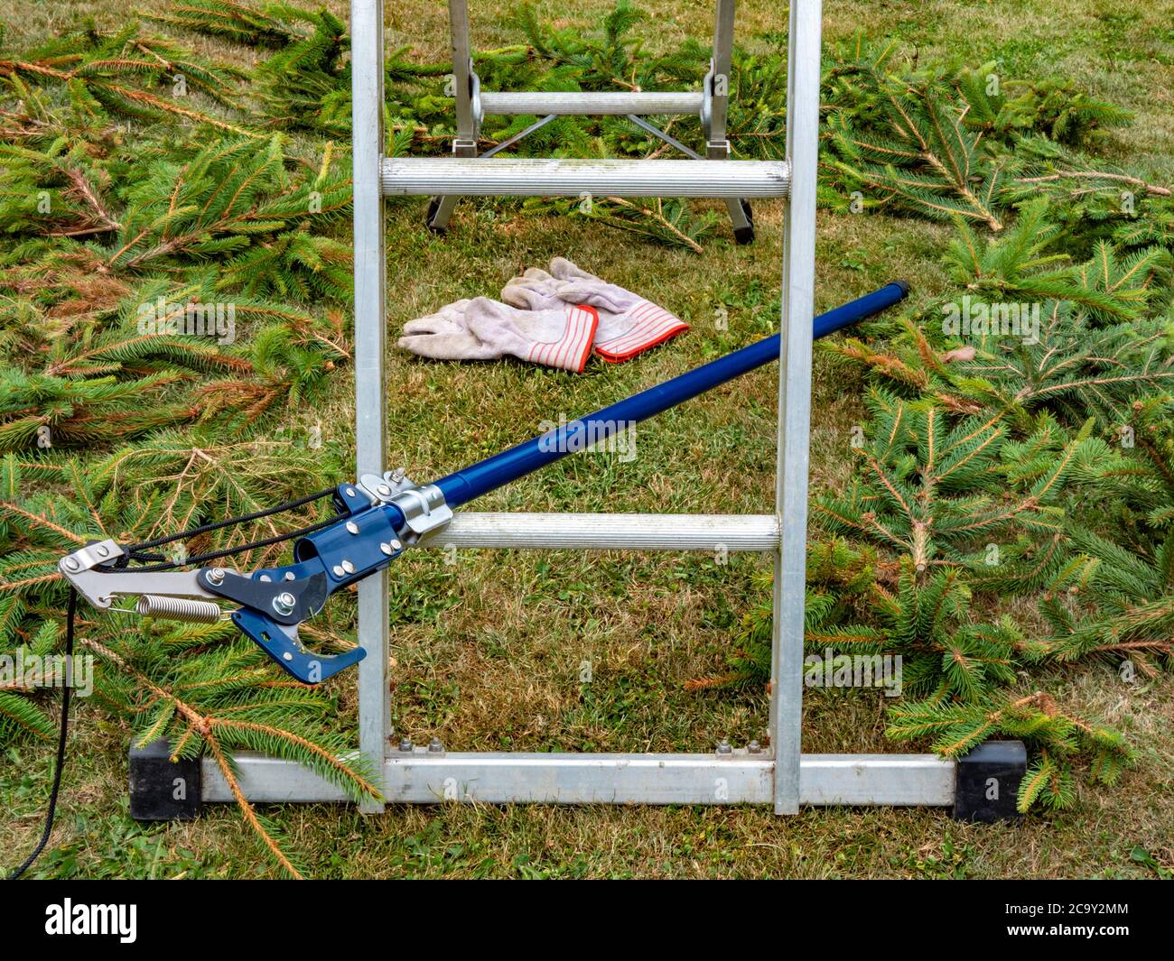 A pole pruner on a rung of an aluminium ladder, surrounded by branch ...