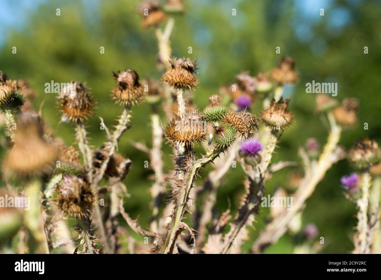 Giant thistle hi-res stock photography and images - Alamy