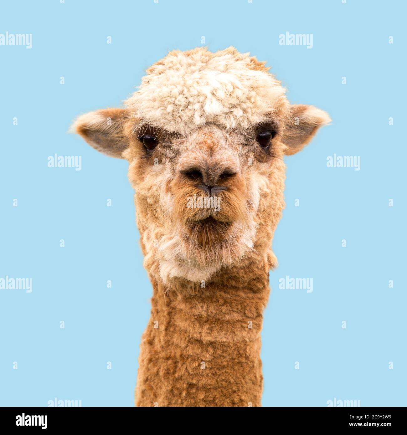 Funny alpaca on blue background Stock Photo - Alamy
