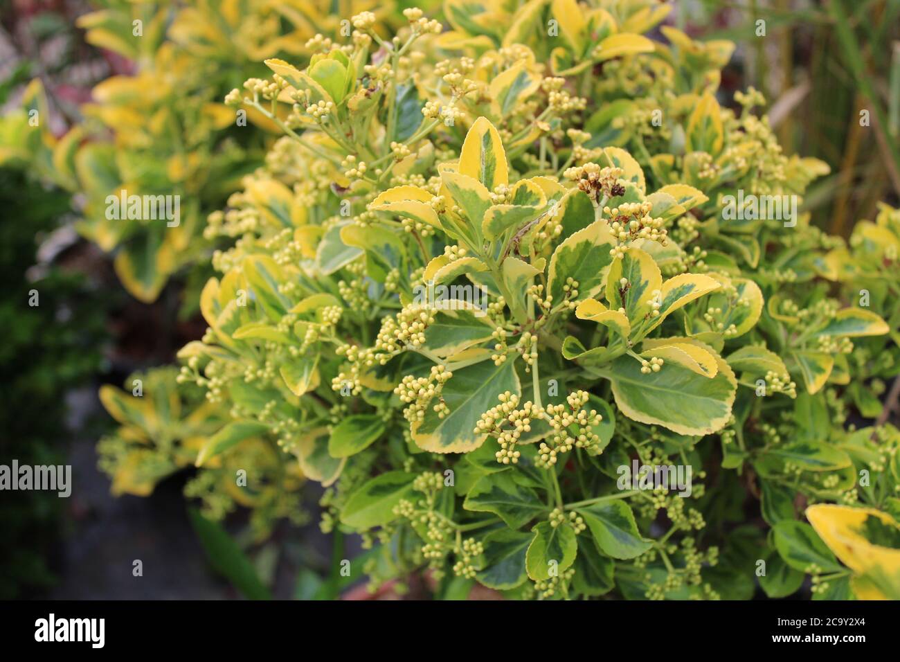 The picture shows japanese spindle tree in the garden Stock Photo - Alamy