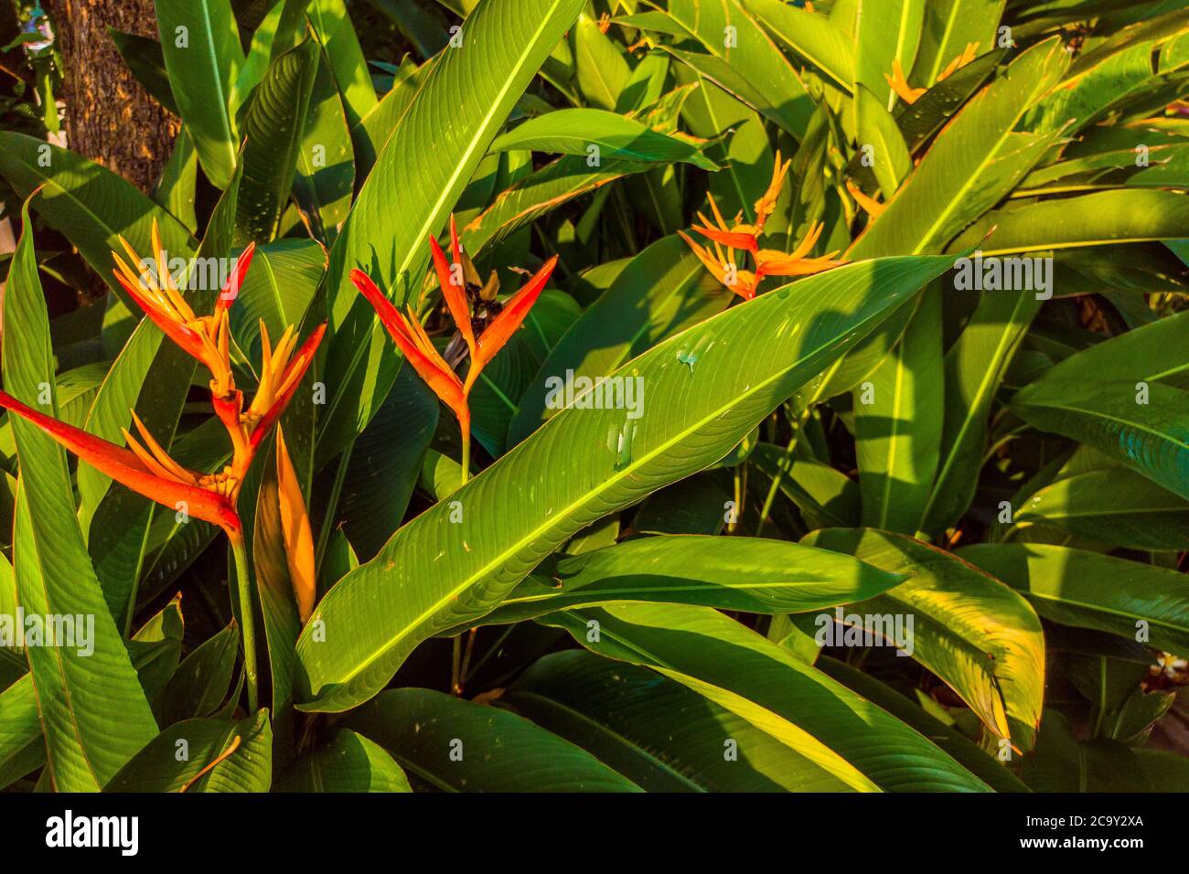 Beautiful wallpaper of closeup exotic flower orange Bird of Paradise ...