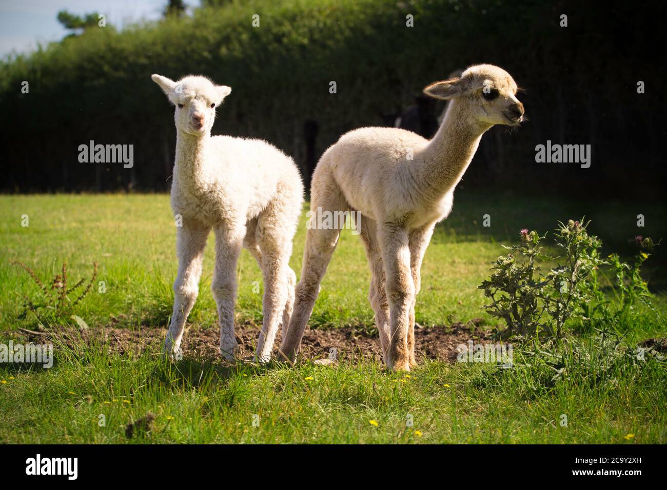 White alpaca babies on a farm Stock Photo - Alamy