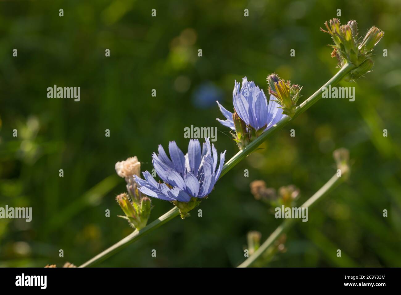 Wild chicory edible hi-res stock photography and images - Alamy