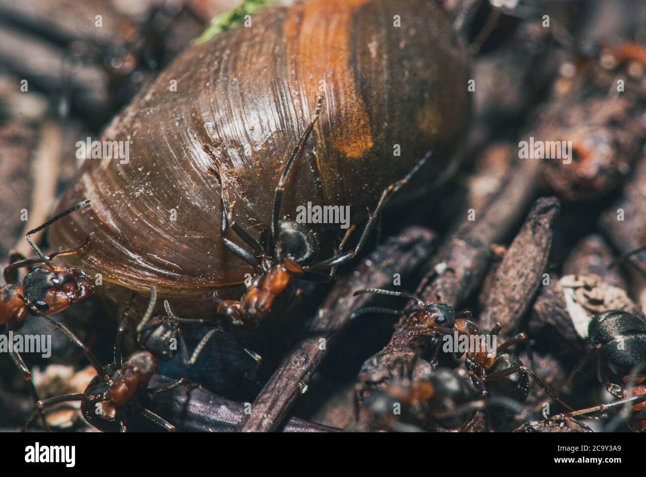 forest ants team eat wood snails. A perfect example of teamwork ...