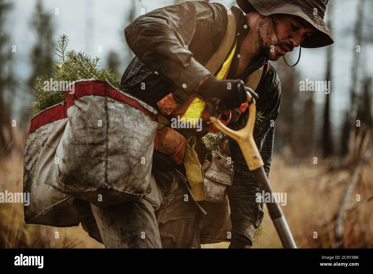 Forester planting new seedlings in deforested area. Man digging hole ...