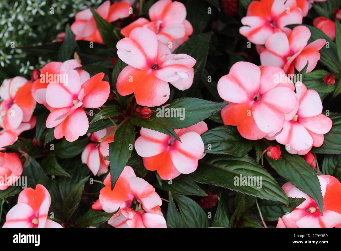 The picture shows blossoming busy lizzie in the garden Stock Photo - Alamy
