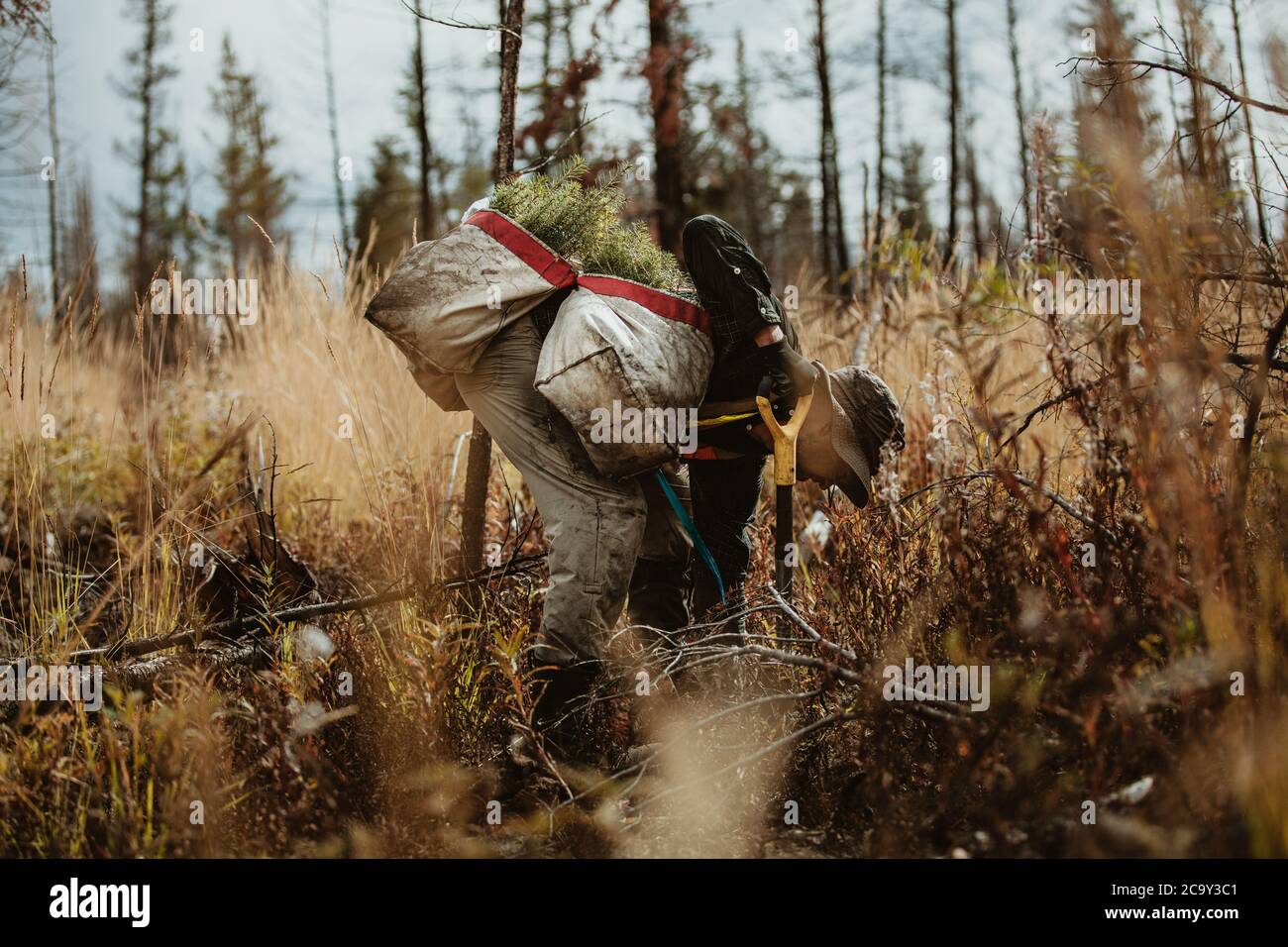 Ranger digging hole with shovel to plant new trees in forest. Forester ...