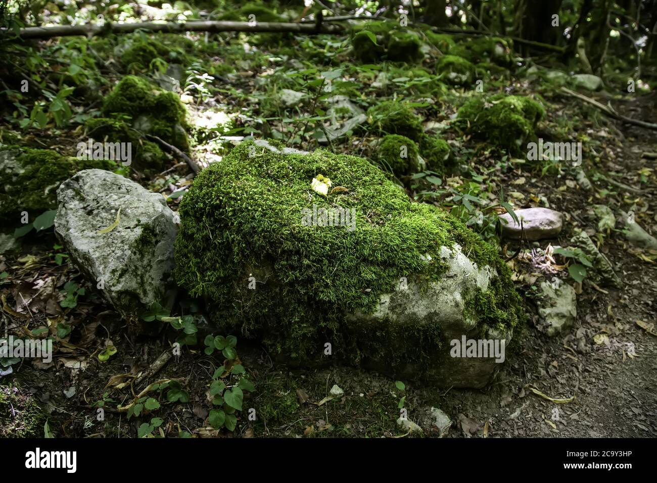 Stone with moss in the forest, detail of humidity in the jungle Stock ...