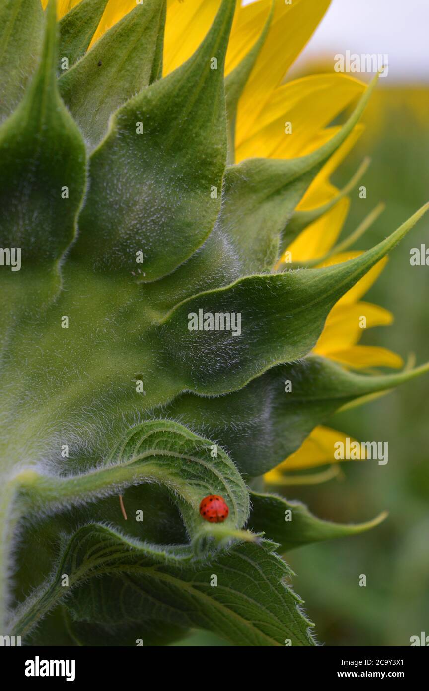 Bugs on yellow flower hi-res stock photography and images - Alamy