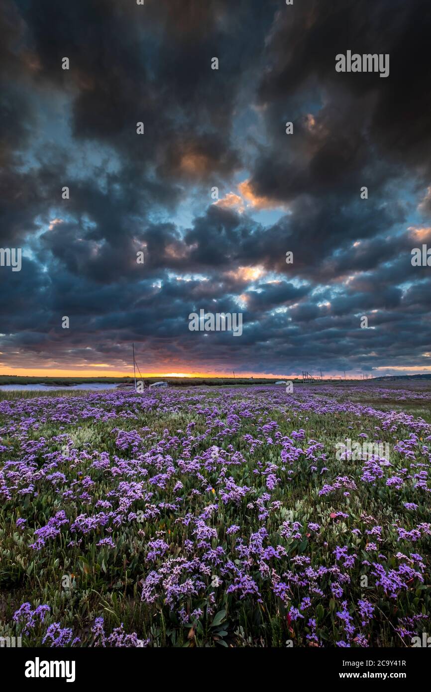 Sea lavender norfolk hi-res stock photography and images - Alamy