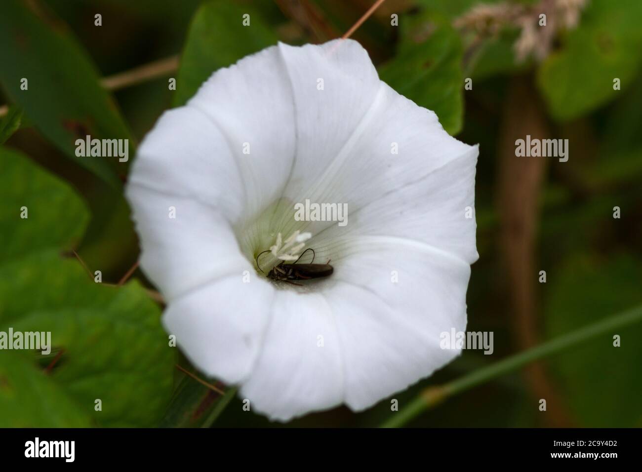 A Cerambycid Long-horned beetle feeds on the pollen in an open Hedge ...