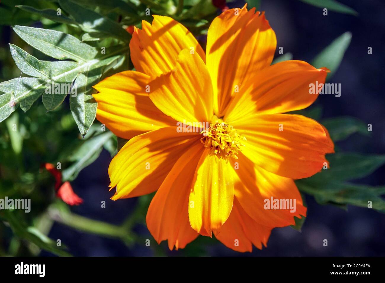 Sulphur Cosmos flower Common Cosmos "Cosmic Orange" bloom Cosmos ...