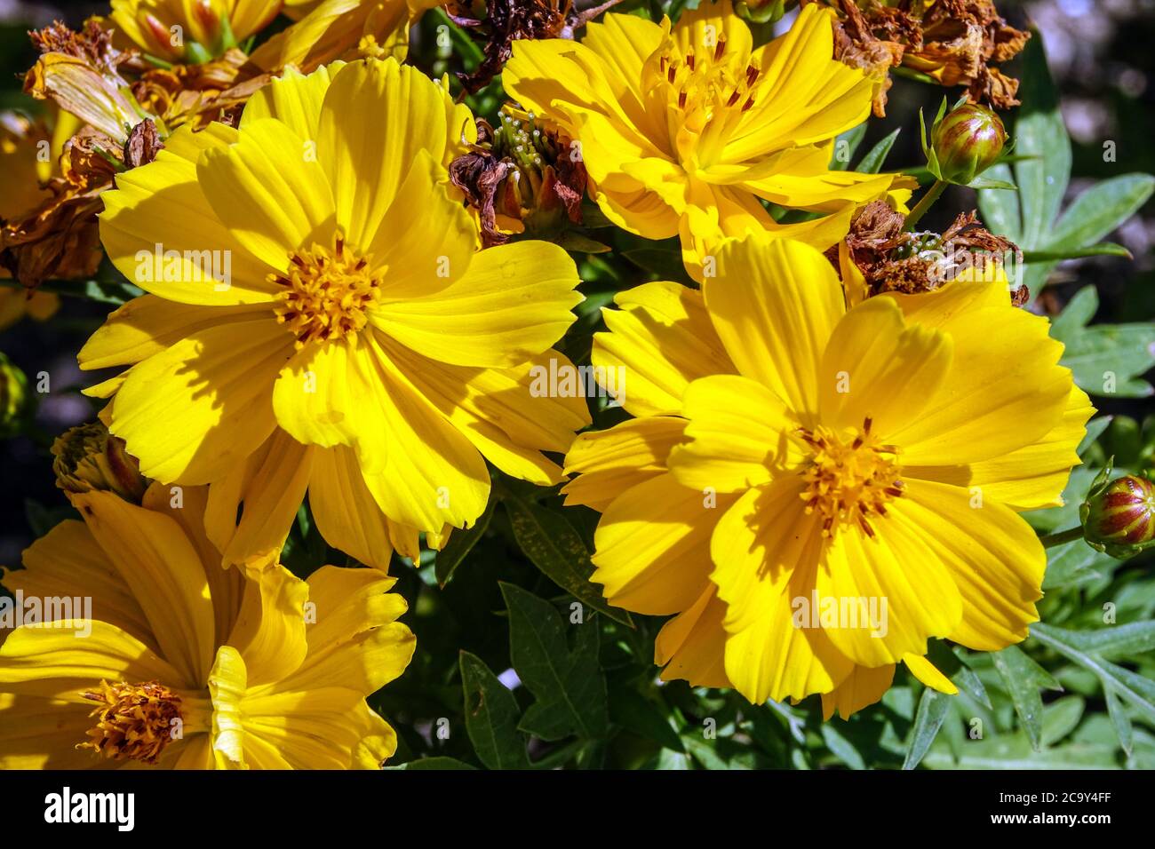 Cosmic hi-res stock photography and images - Alamy