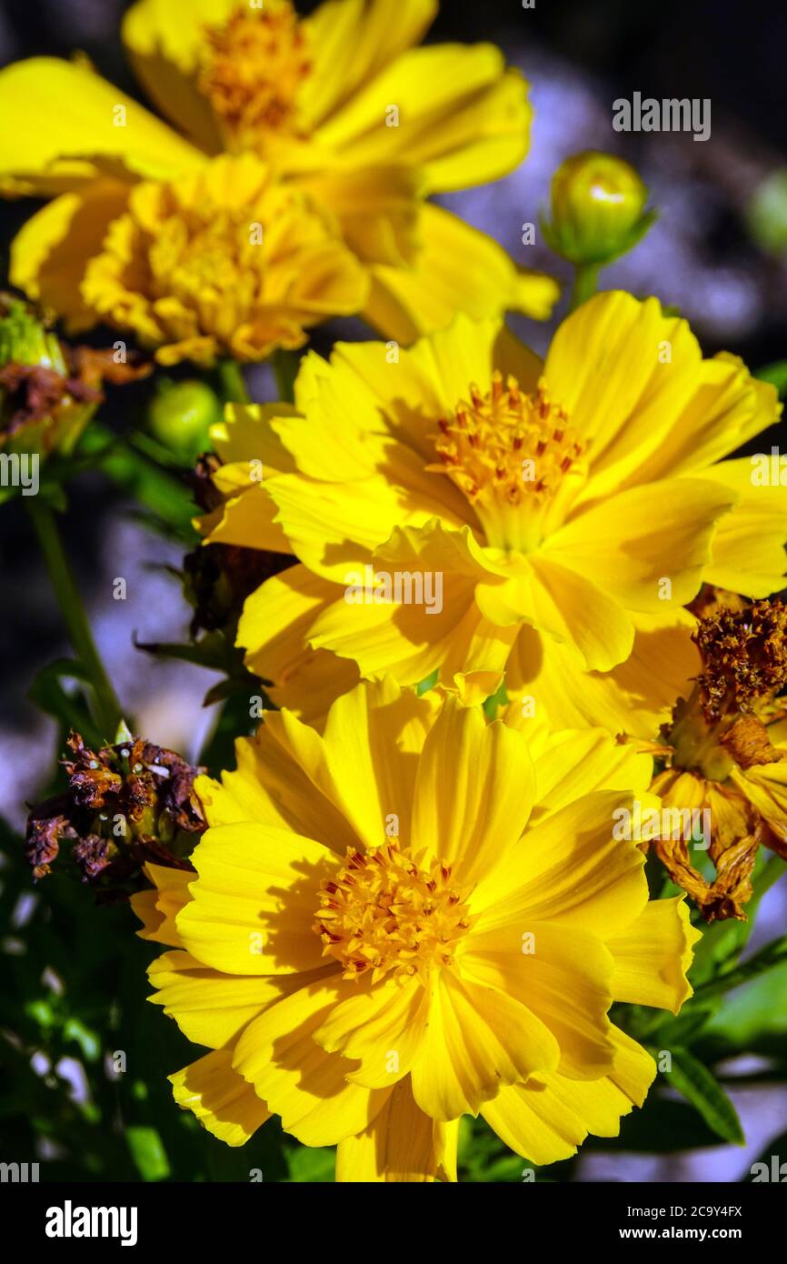 Cosmic garden hi-res stock photography and images - Alamy
