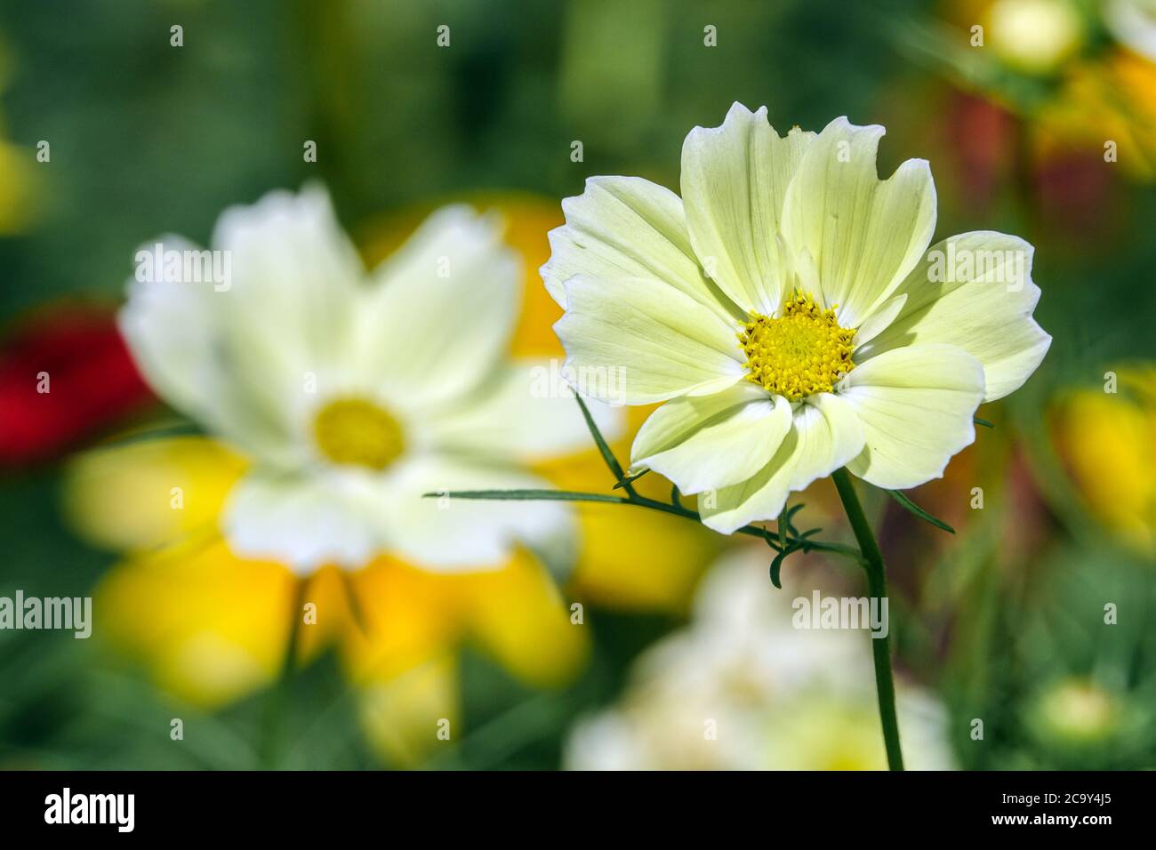 Pale yellow Cosmos Xanthos Stock Photo - Alamy
