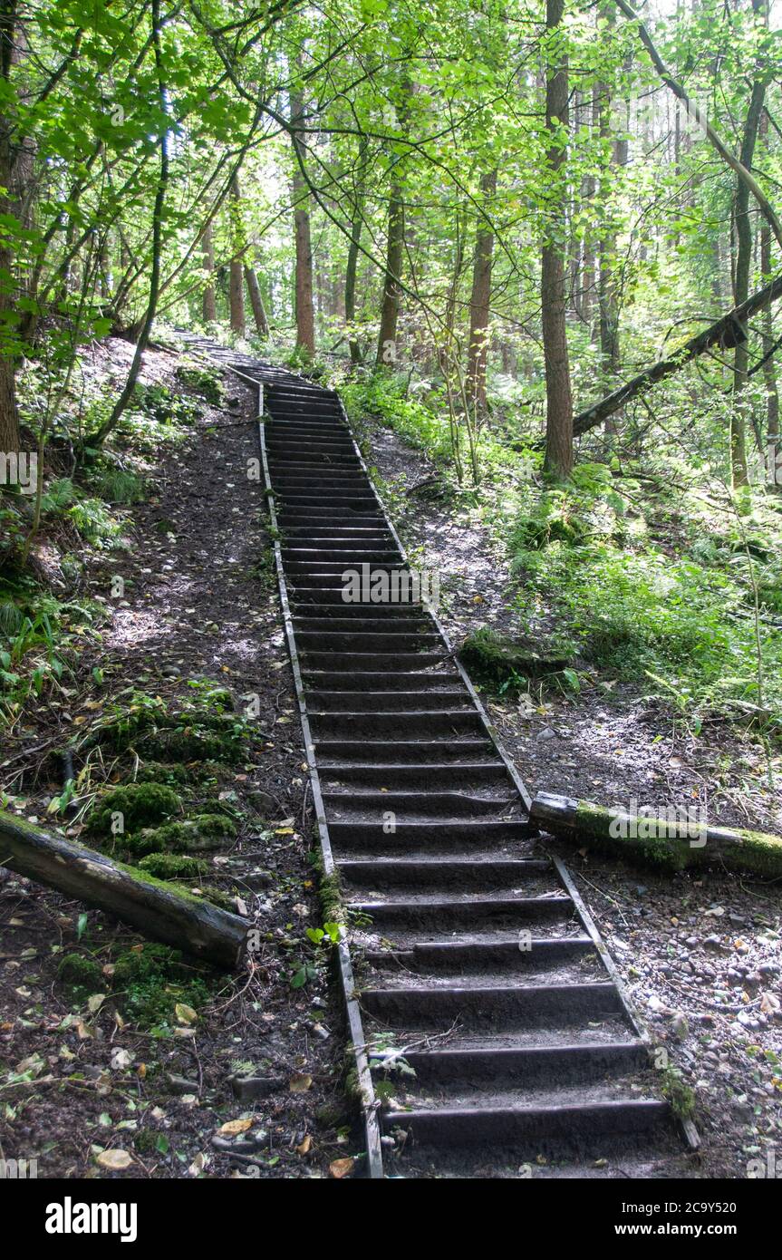 Woodland Steps High Resolution Stock Photography and Images - Alamy