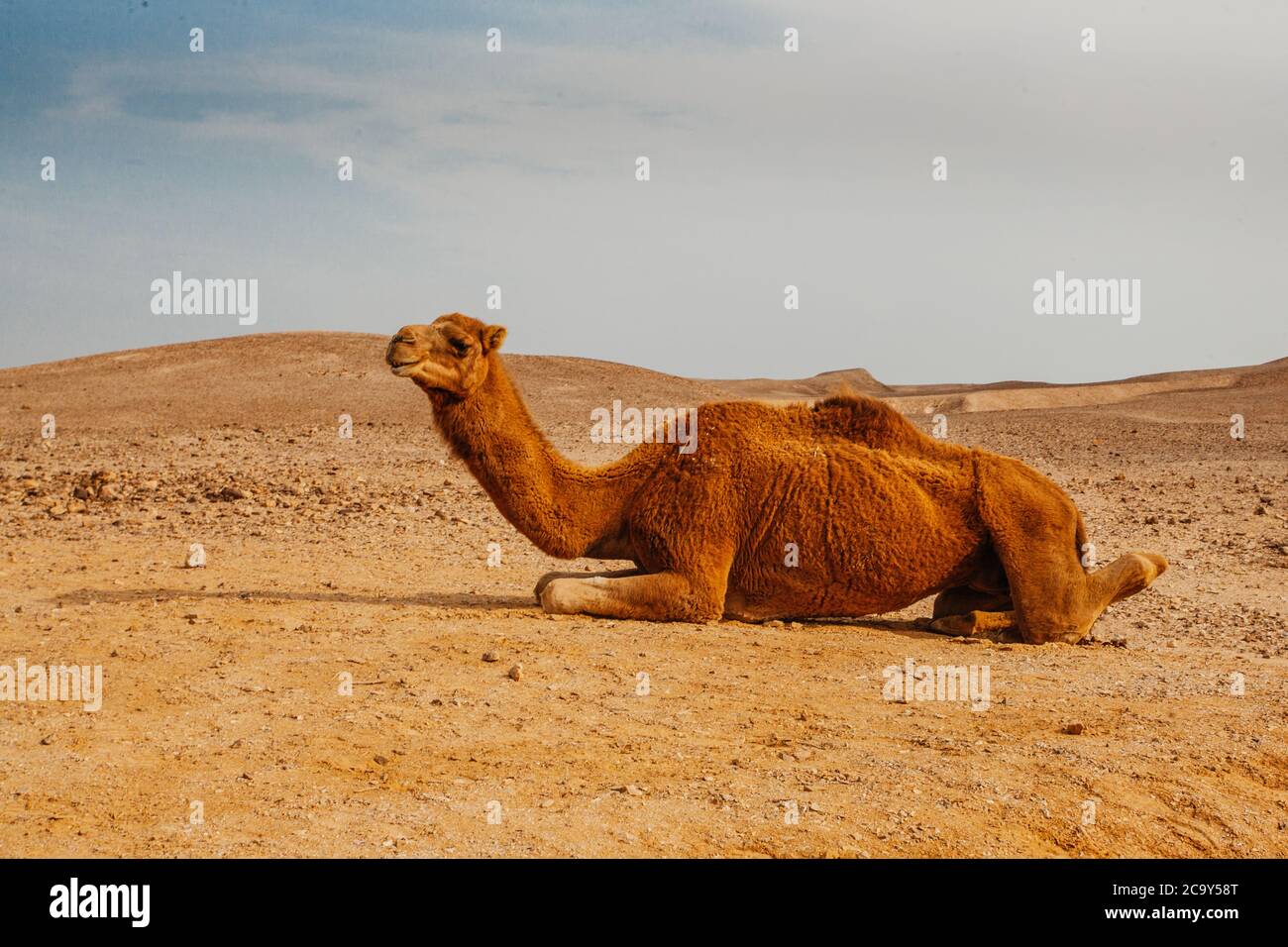 Camel in desert in Israel, Negev Stock Photo - Alamy