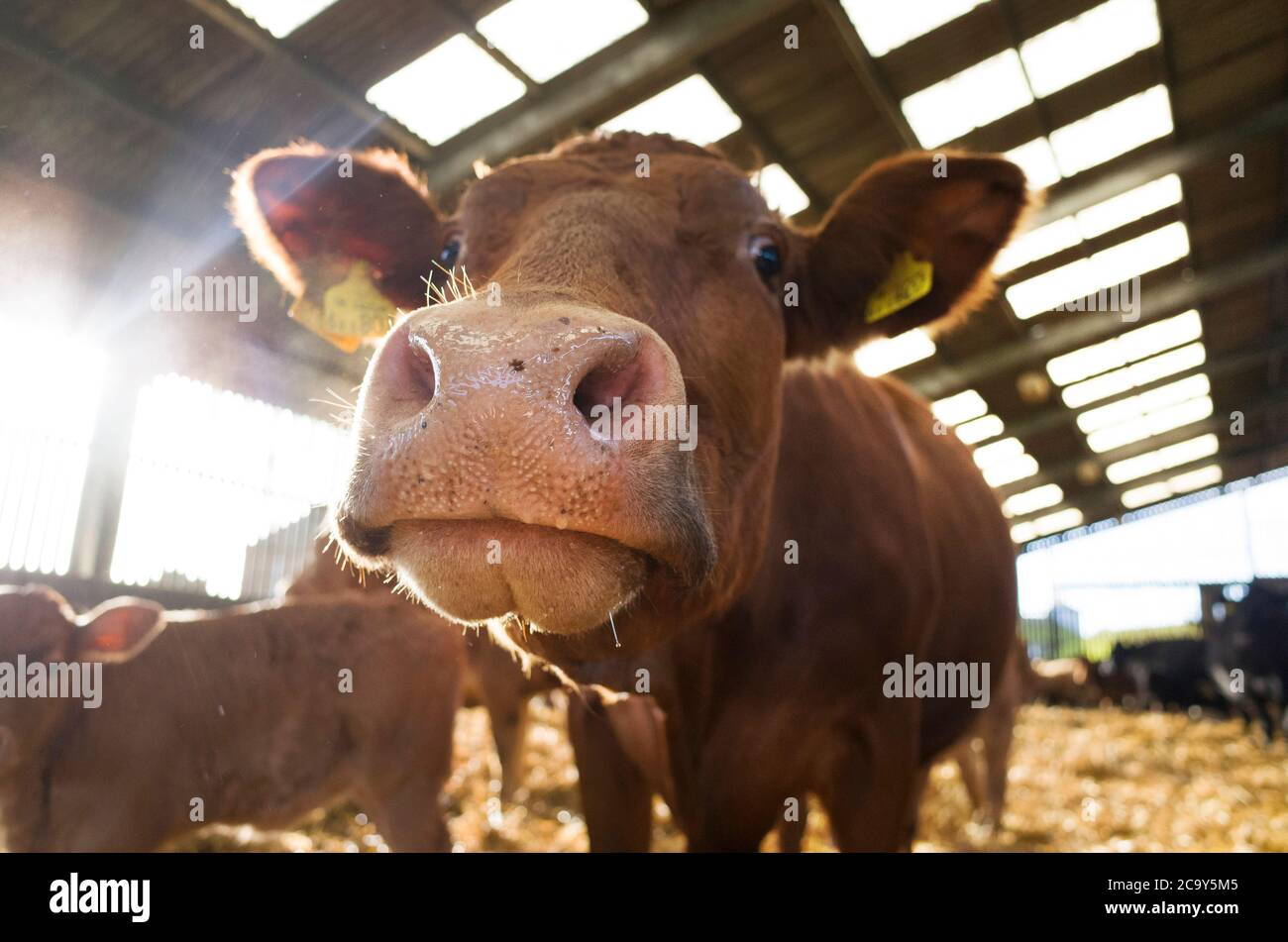 Sun creates impressive back lighting as cow approaches the camera at ...