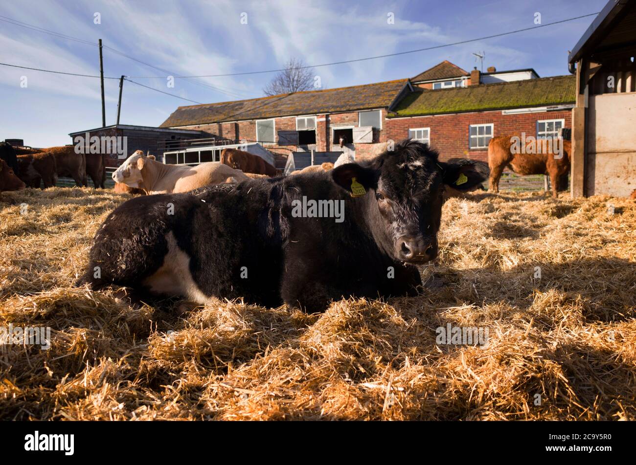 Dairy cows outside at Brooklands Farm in Kent, England Stock Photo - Alamy