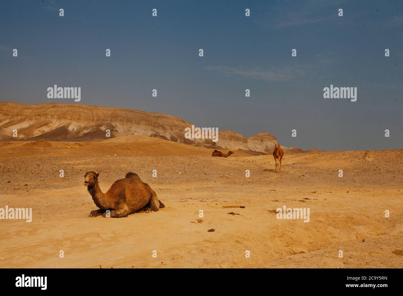 Israel camel hi-res stock photography and images - Alamy