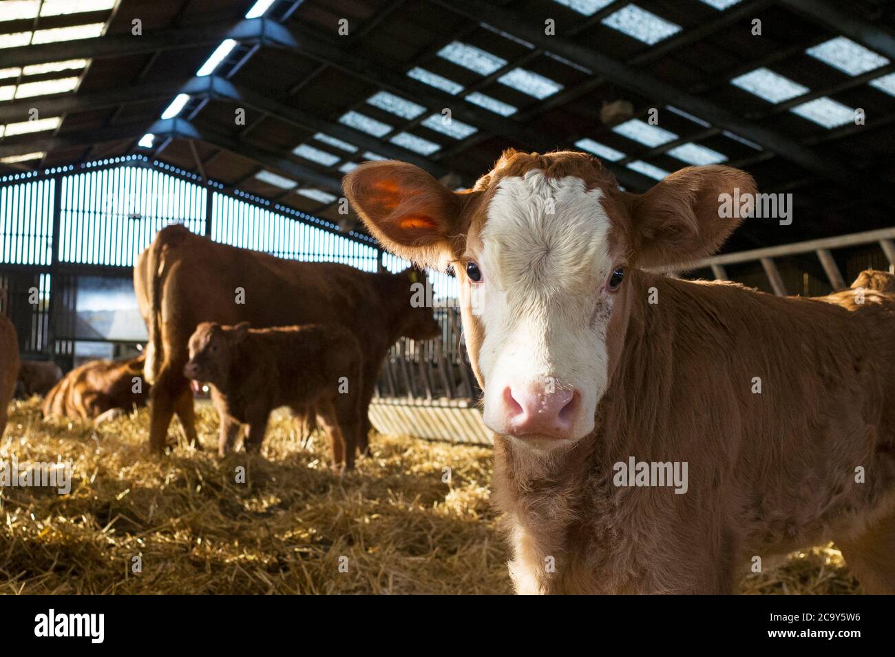 Dairy cows in a shed at Brooklands Farm, Kent, England Stock Photo - Alamy