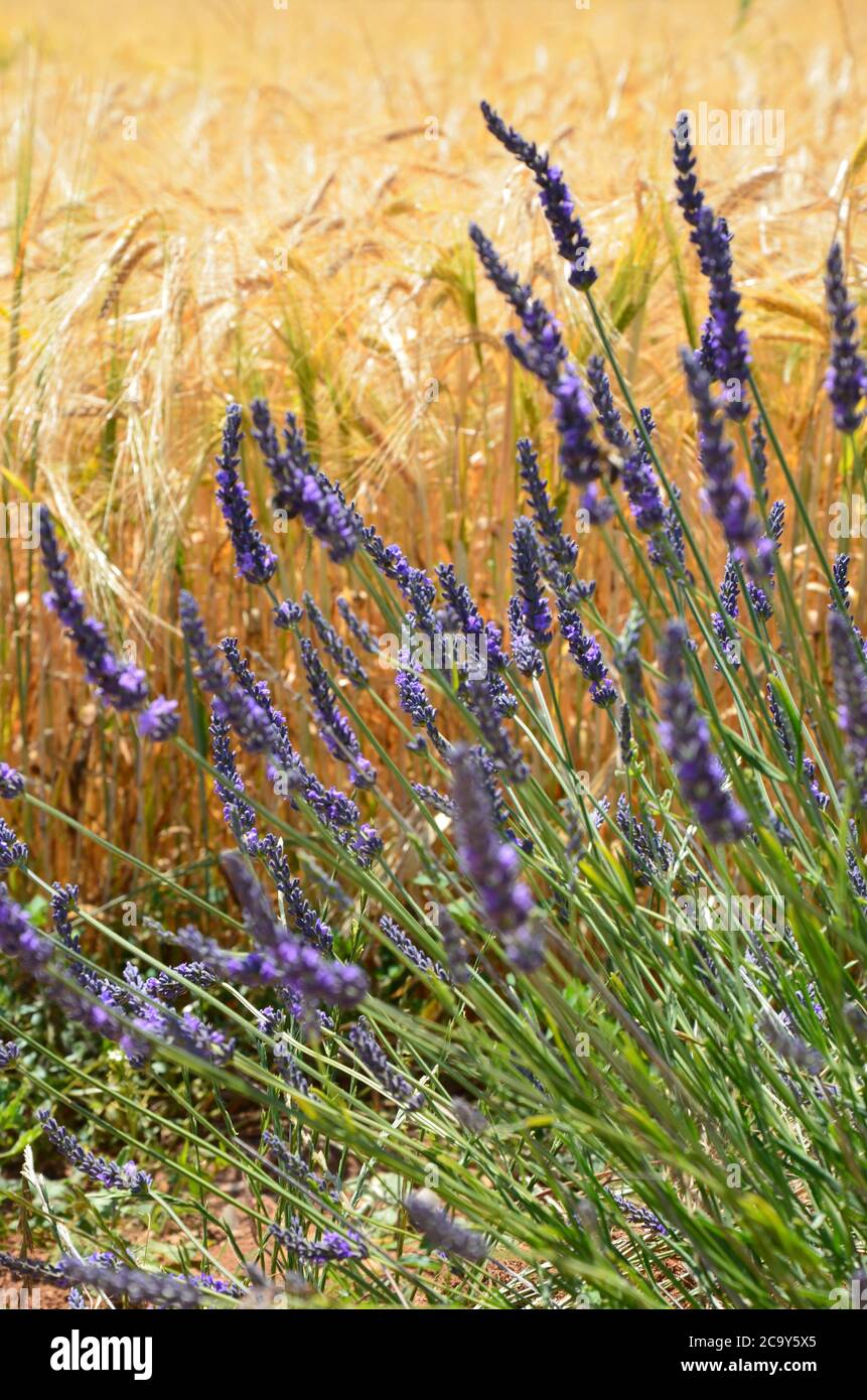 Corn field background hi-res stock photography and images - Alamy