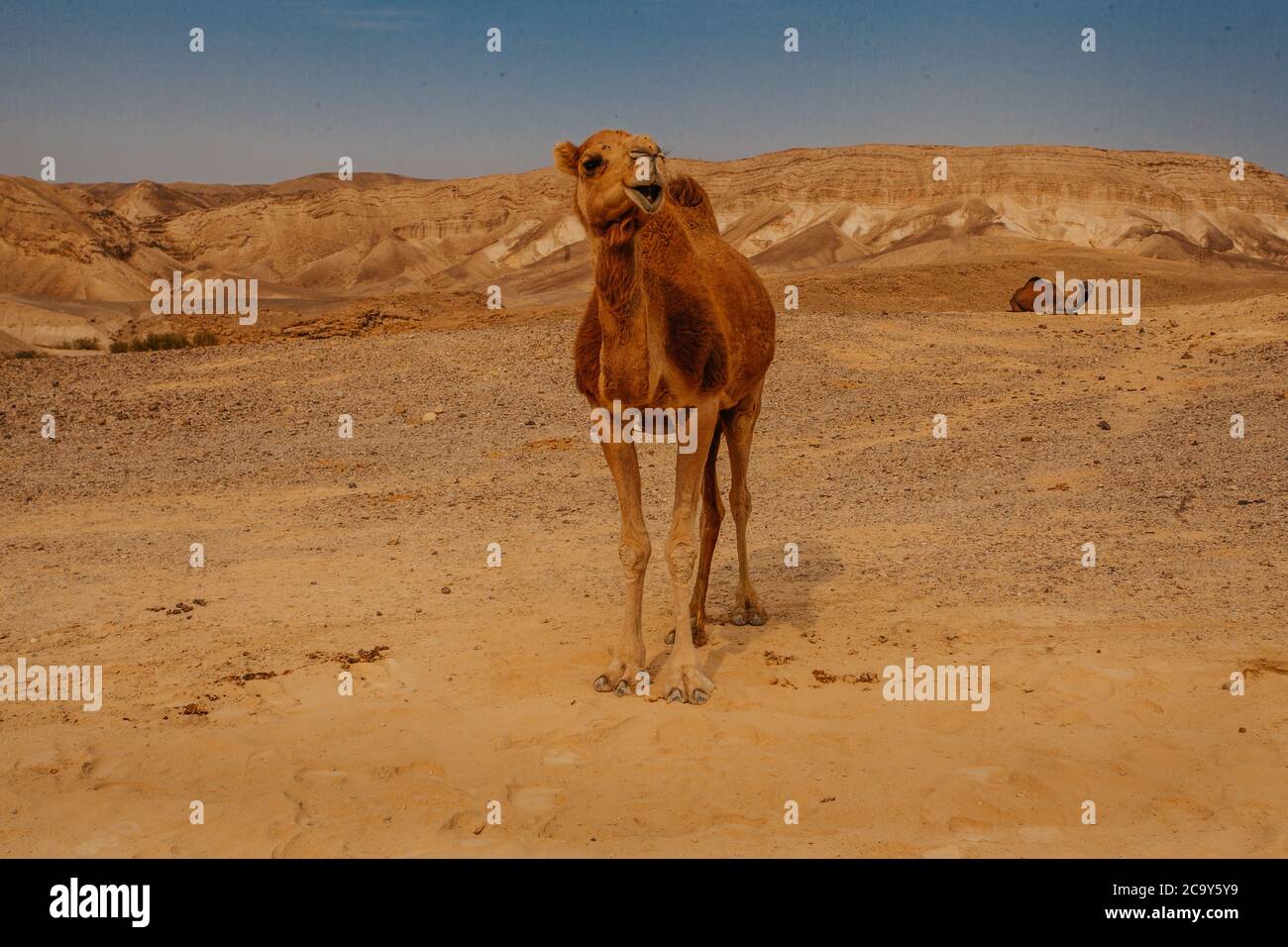 Israel camel hi-res stock photography and images - Alamy