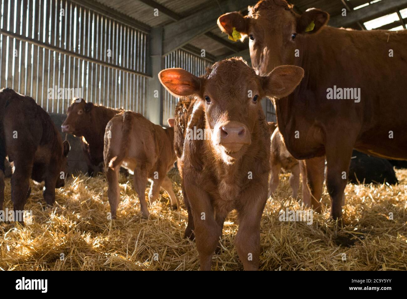 Dairy cows in a shed at Brooklands Farm, Kent, England Stock Photo - Alamy